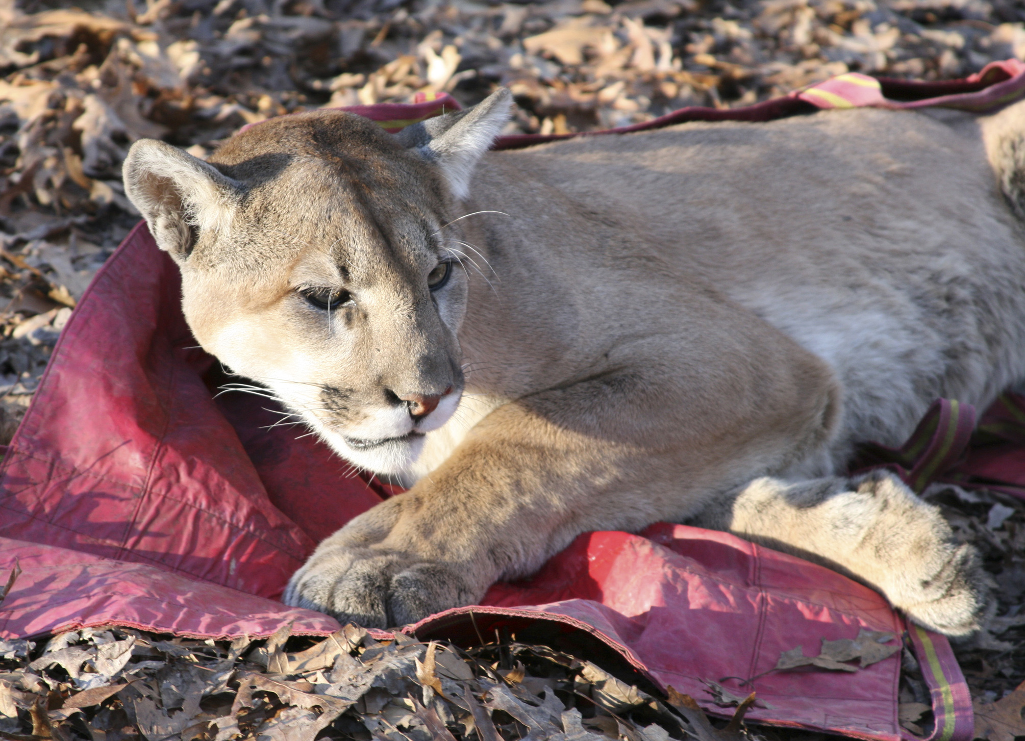 Conservation department: Mountain lion killed in Missouri - Houston Herald