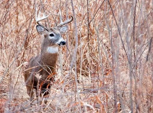 MDC taking applications for managed deer hunts - Houston Herald