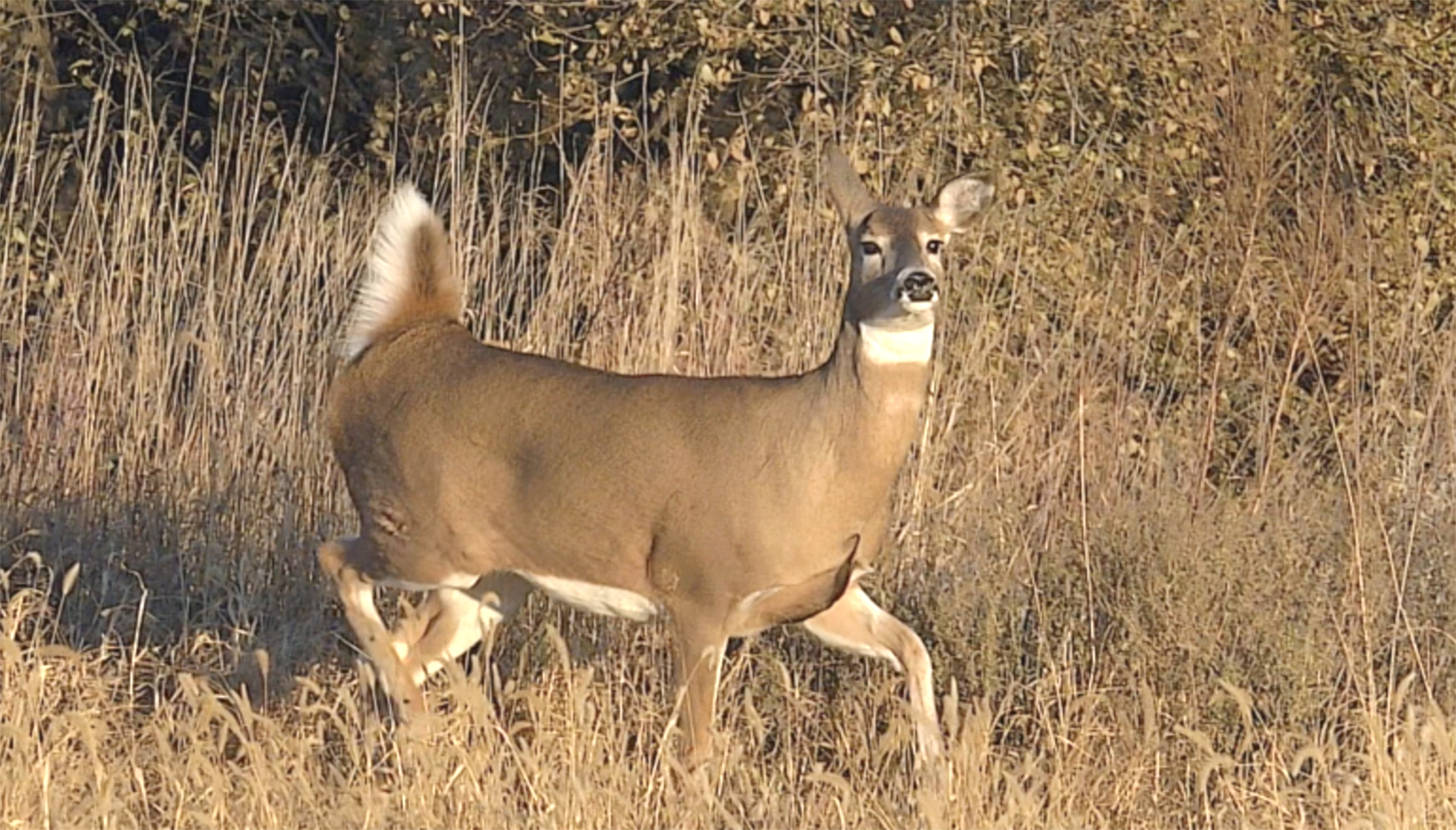 Texas County deer archery season pegged fifth in state - Houston Herald
