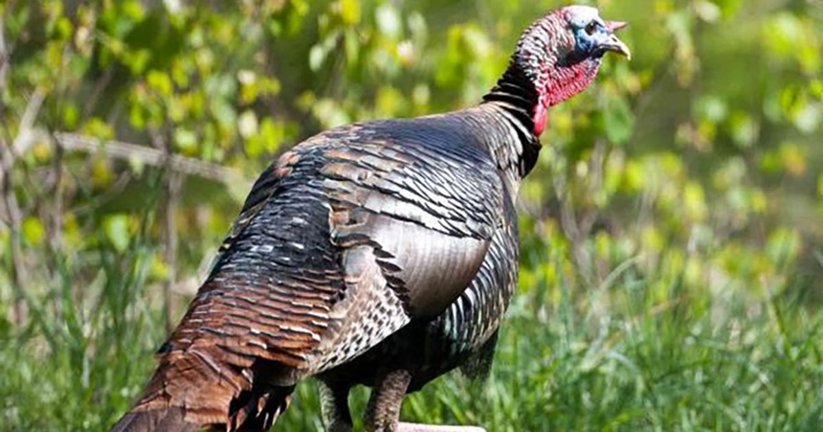 Texas County finishes fifth in spring youth turkey season - Houston Herald