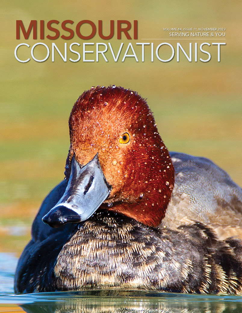 The November 2023 Missouri Conservationist magazine - Houston Herald