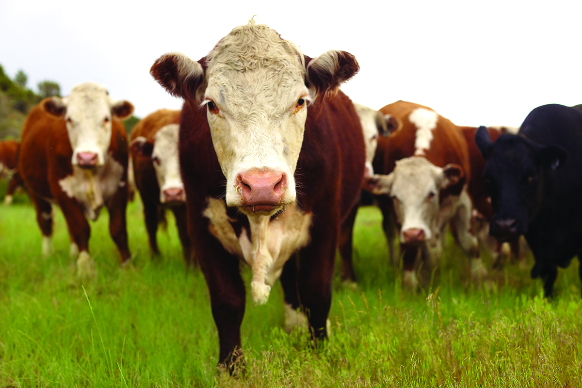 Arrest made in large cattle theft - Houston Herald
