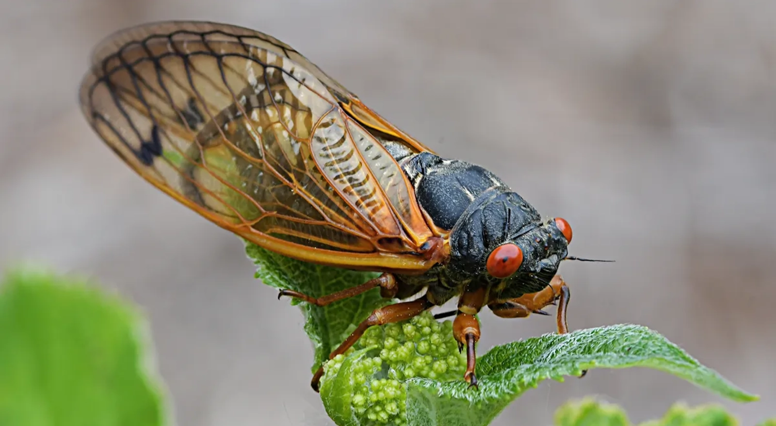 Periodical cicada swarms to emerge this summer in Missouri - Houston Herald