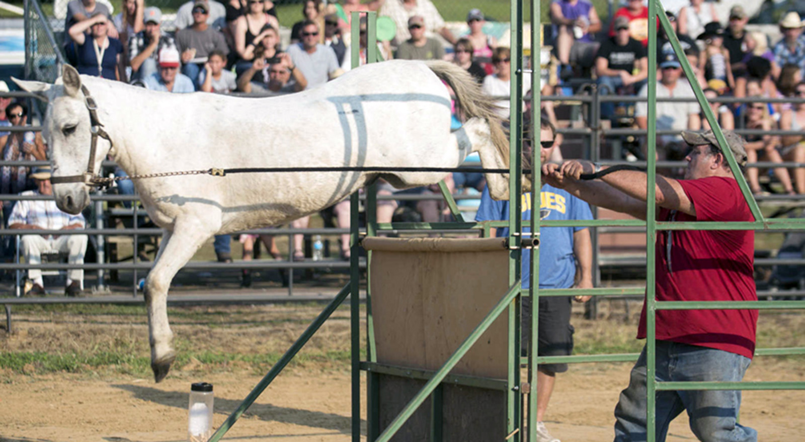 Mule jumping to highlight ‘Upper Current River celebration’ event set ...