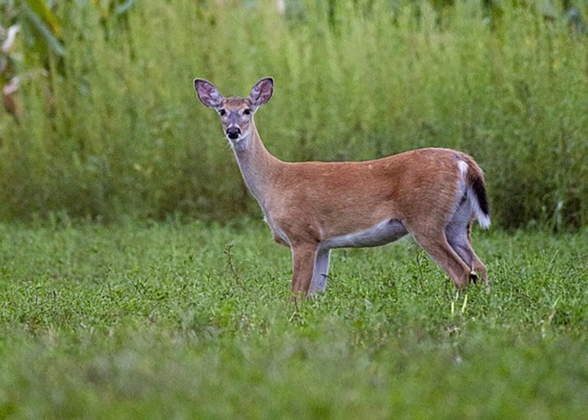 Need help with deer? MDC to host management class - Houston Herald