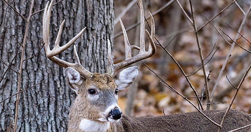 Fall firearms deer season starts Saturday - Houston Herald