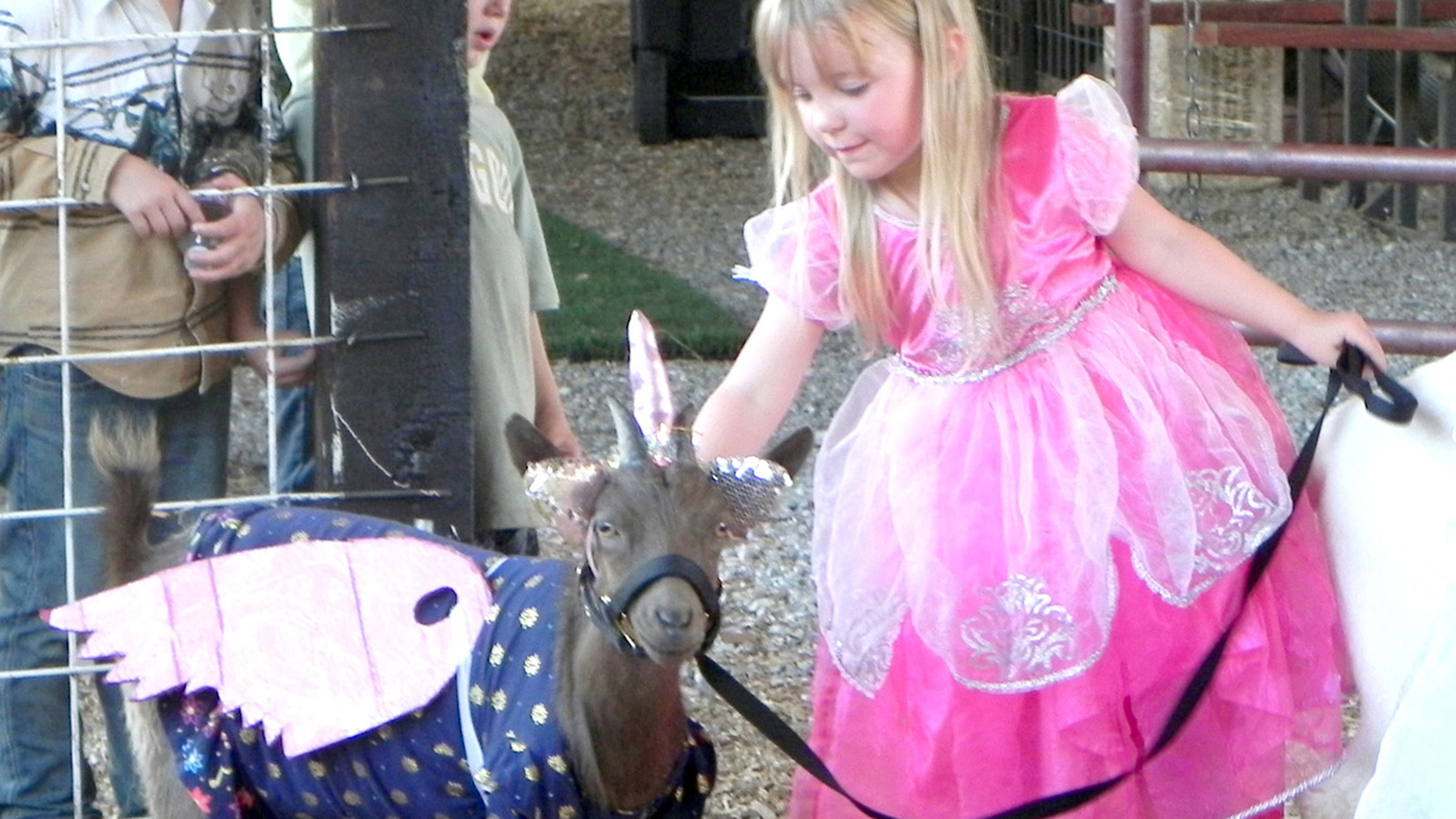 Texas County Fair to begin next week - Houston Herald
